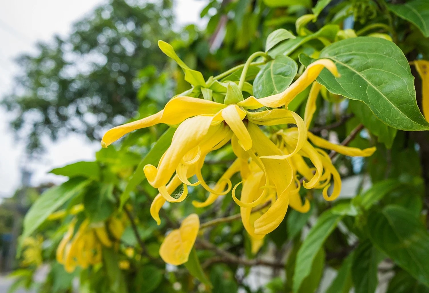 Ylang III Essential Oil Madagascar